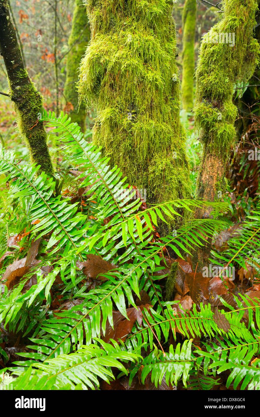 Western sword fern (Polystichum munitum) along Section 36 Trail ...
