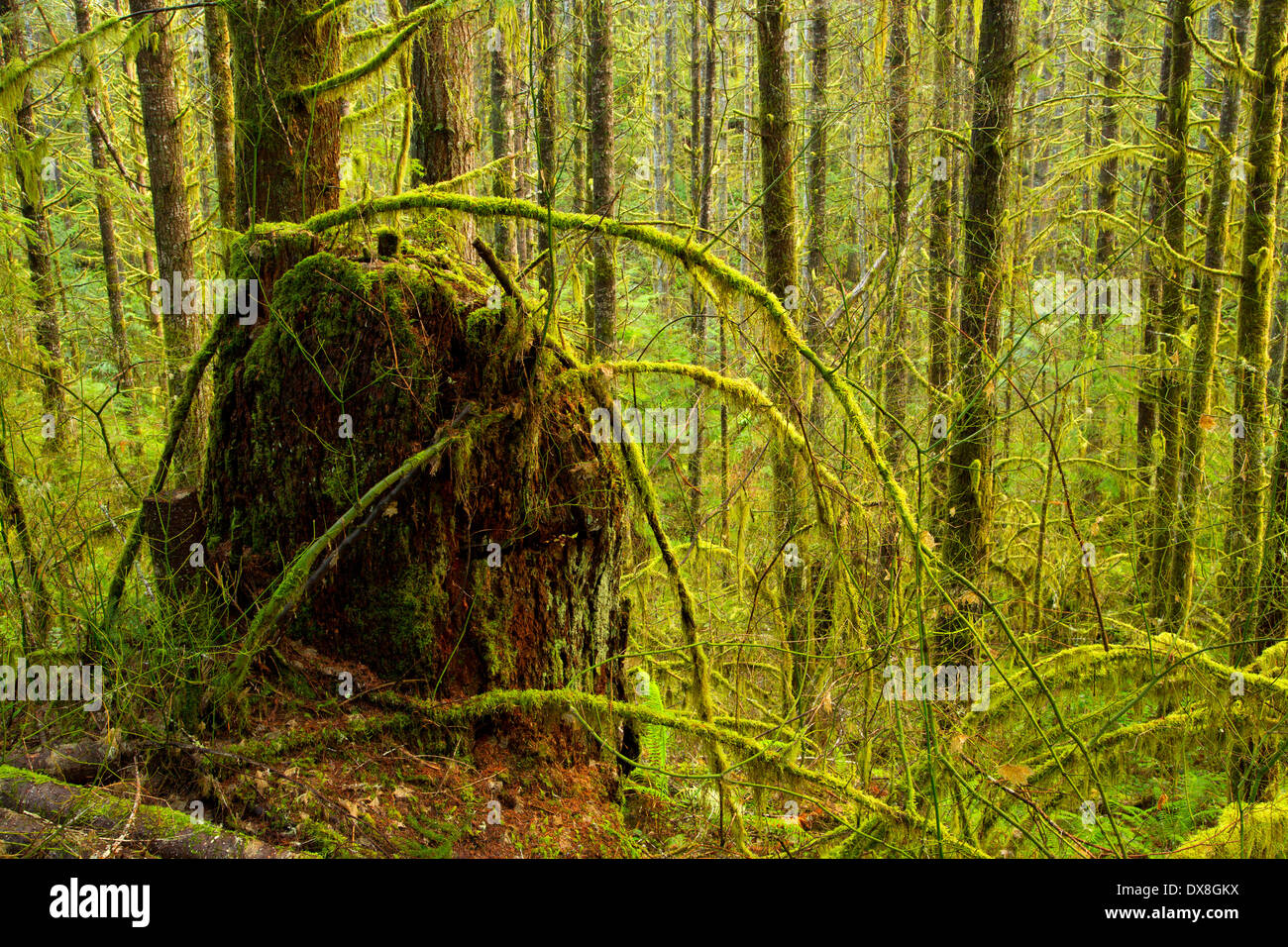 Stump along Forest Succession Trail, Travis Tyrrell Seed Orchard ...