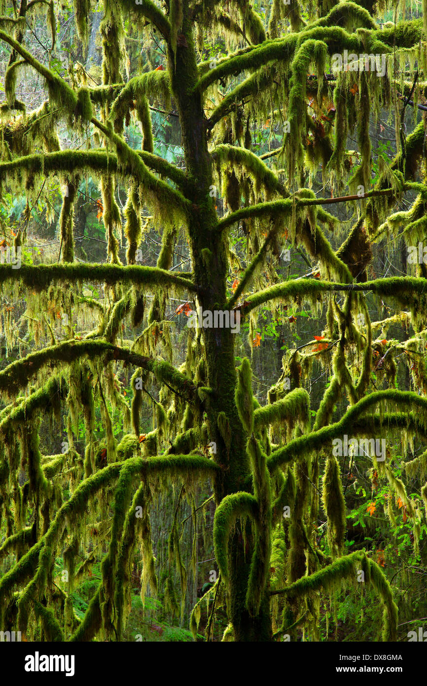 Pacific yew along Forest Succession Trail, Travis Tyrrell Seed Orchard ...