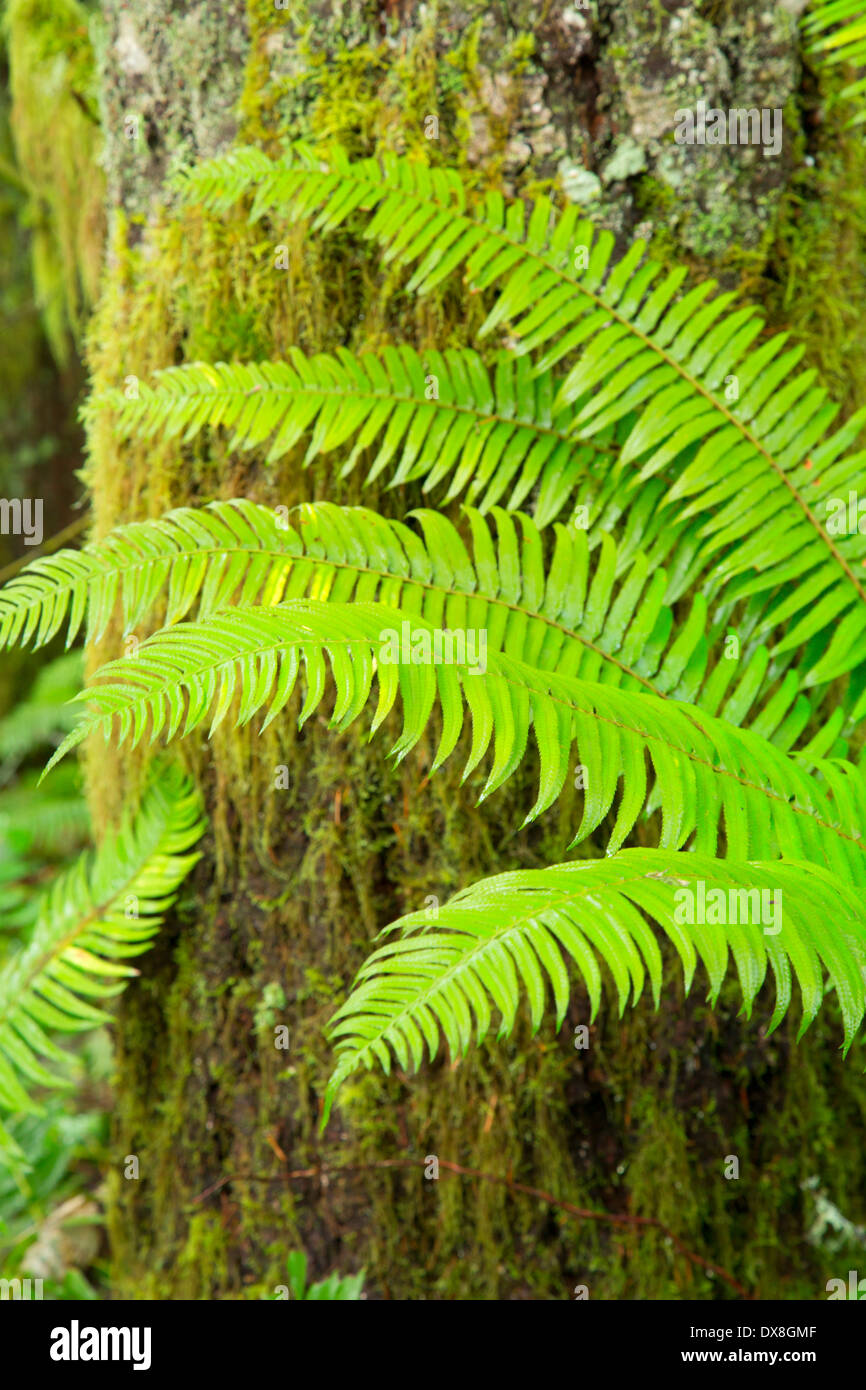 Fern seed hi-res stock photography and images - Alamy