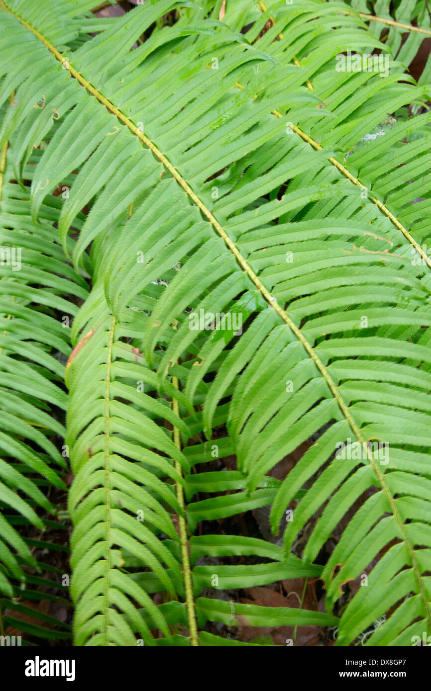 Western sword fern (Polystichum munitum) along Woods Creek Trail ...