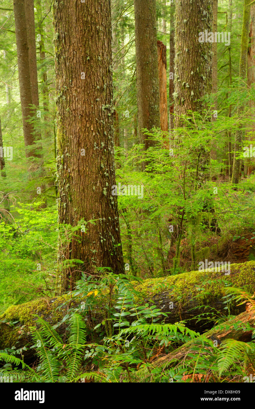 Tree drift hi-res stock photography and images - Alamy