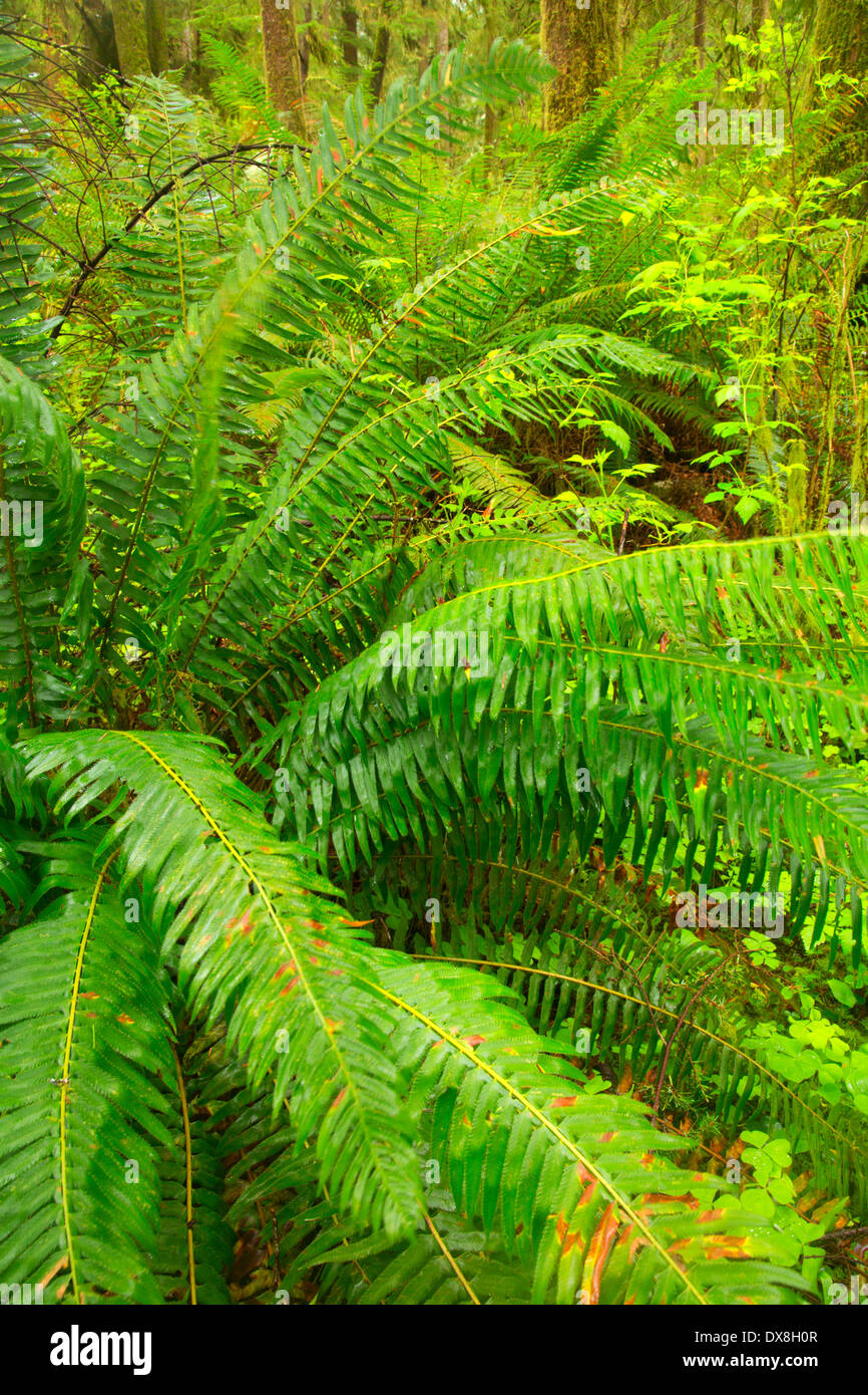 Ancient forest with Western sword fern along Horse Creek Trail, Drift ...