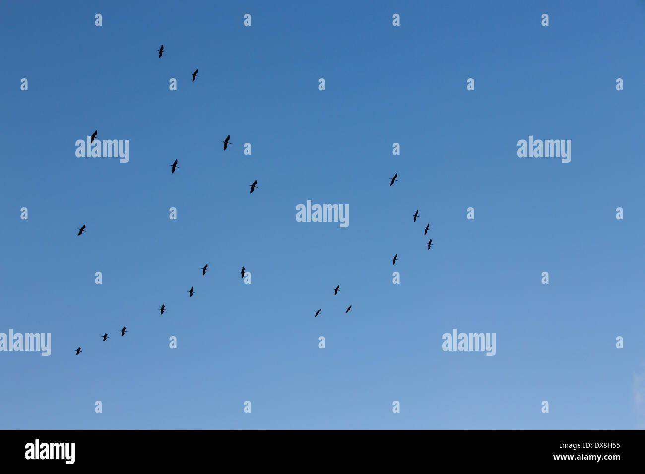 Blue ibis hi-res stock photography and images - Alamy