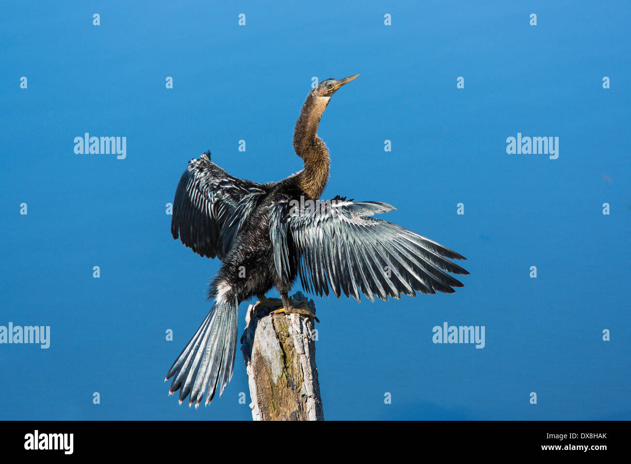 Anhinga, Snakebird or Water Turkey drying wings aganist a blue water ...