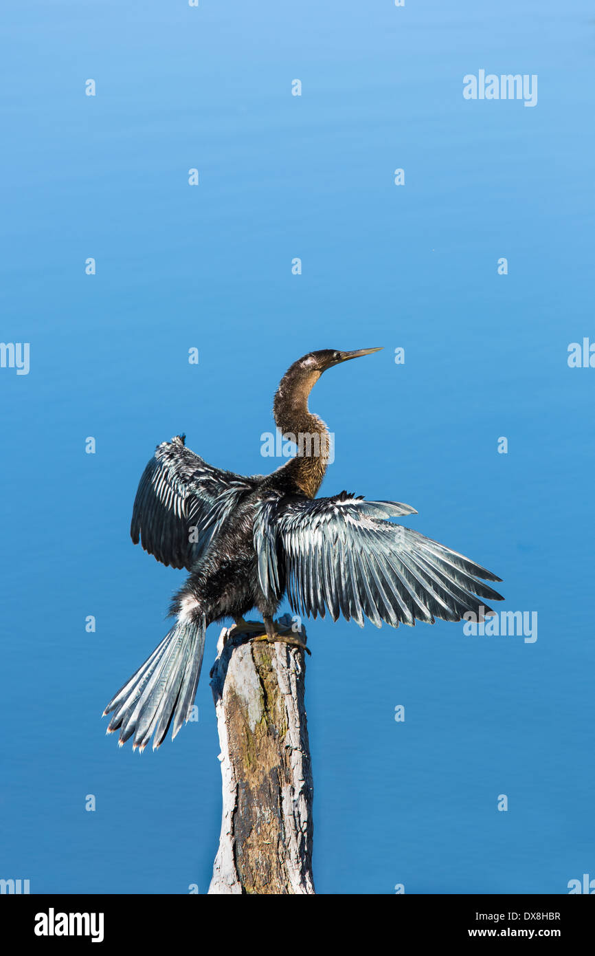 Anhinga, Snakebird or Water Turkey drying wings aganist a blue water ...