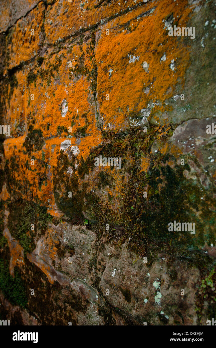Lichens Growing On A Stone Wall.1 Stock Photo - Alamy
