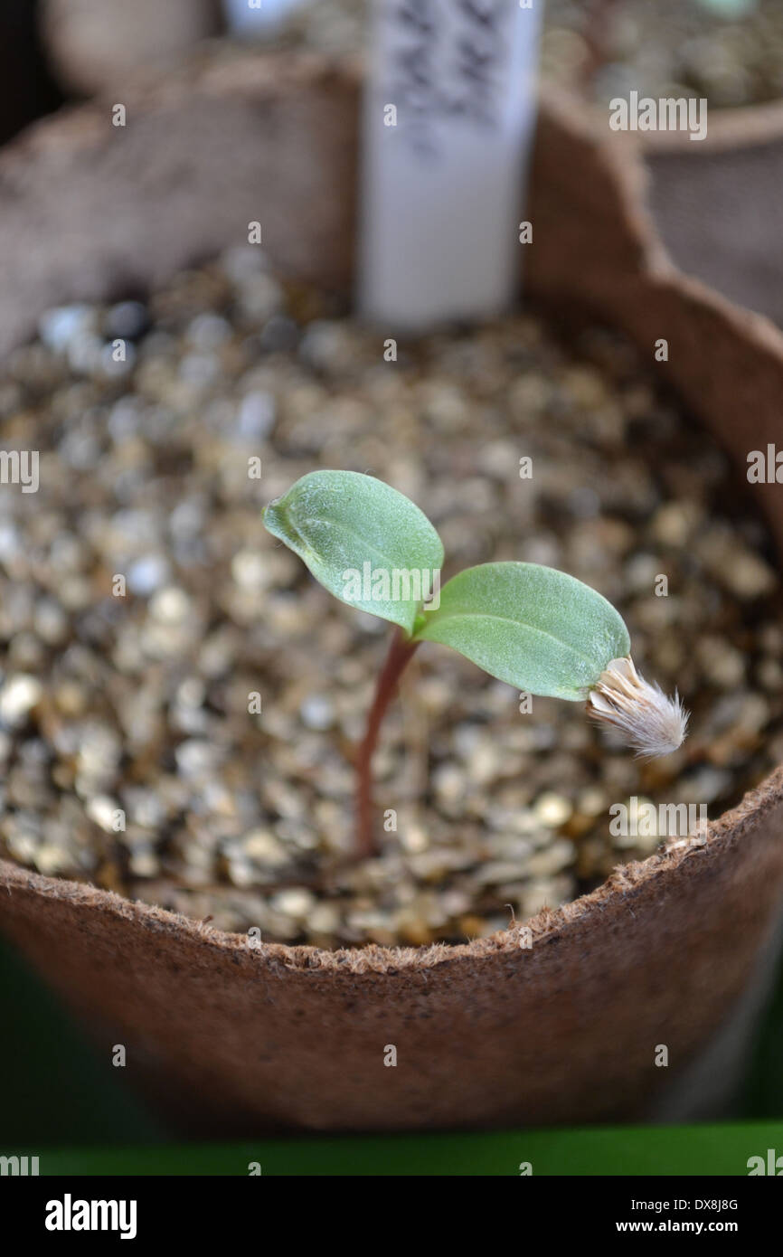 Cotyledon seed germination High Resolution Stock Photography and Images ...