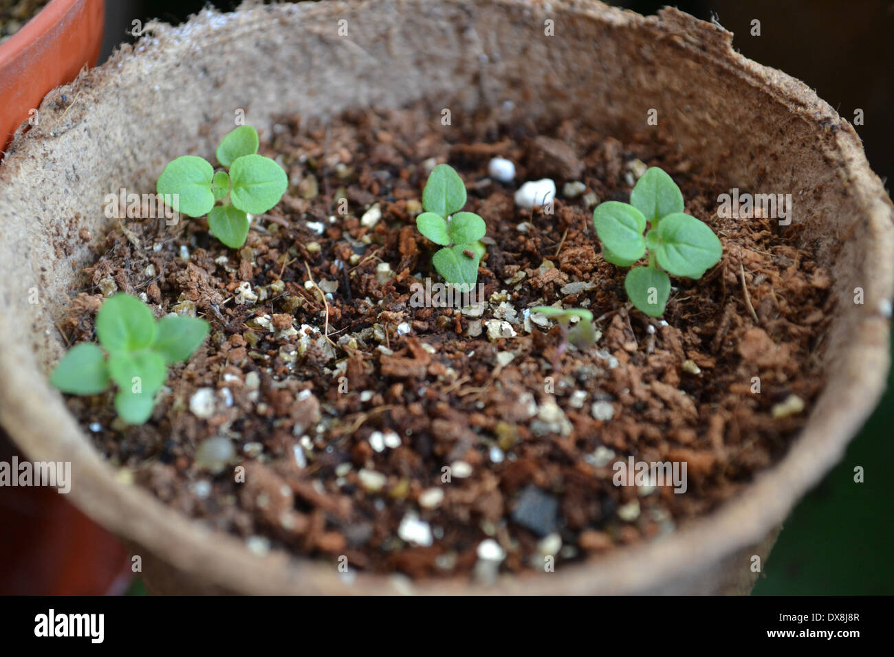 Oregano Seedlings High Resolution Stock Photography and Images - Alamy