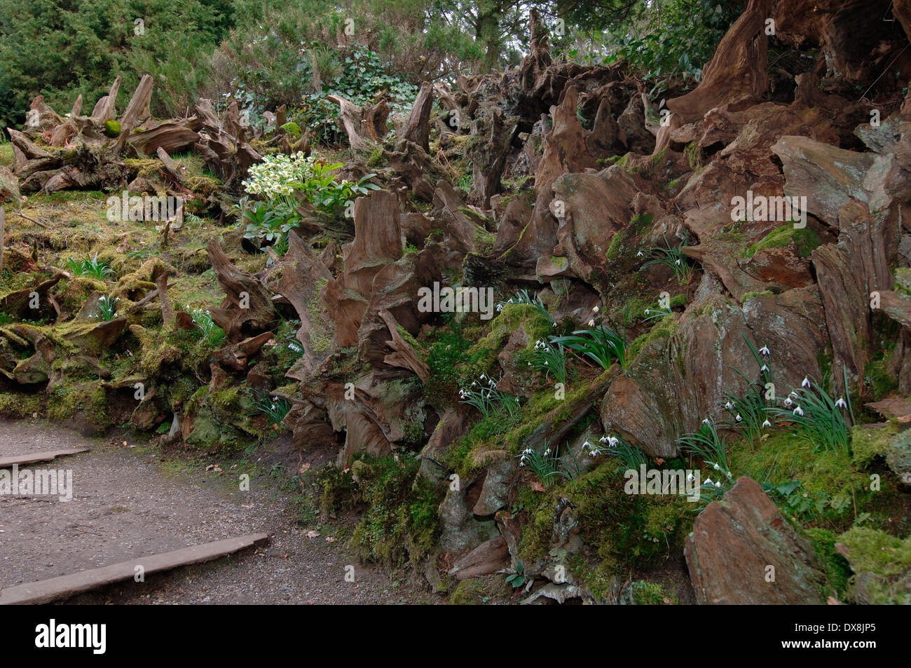 Stumpery hi-res stock photography and images - Alamy
