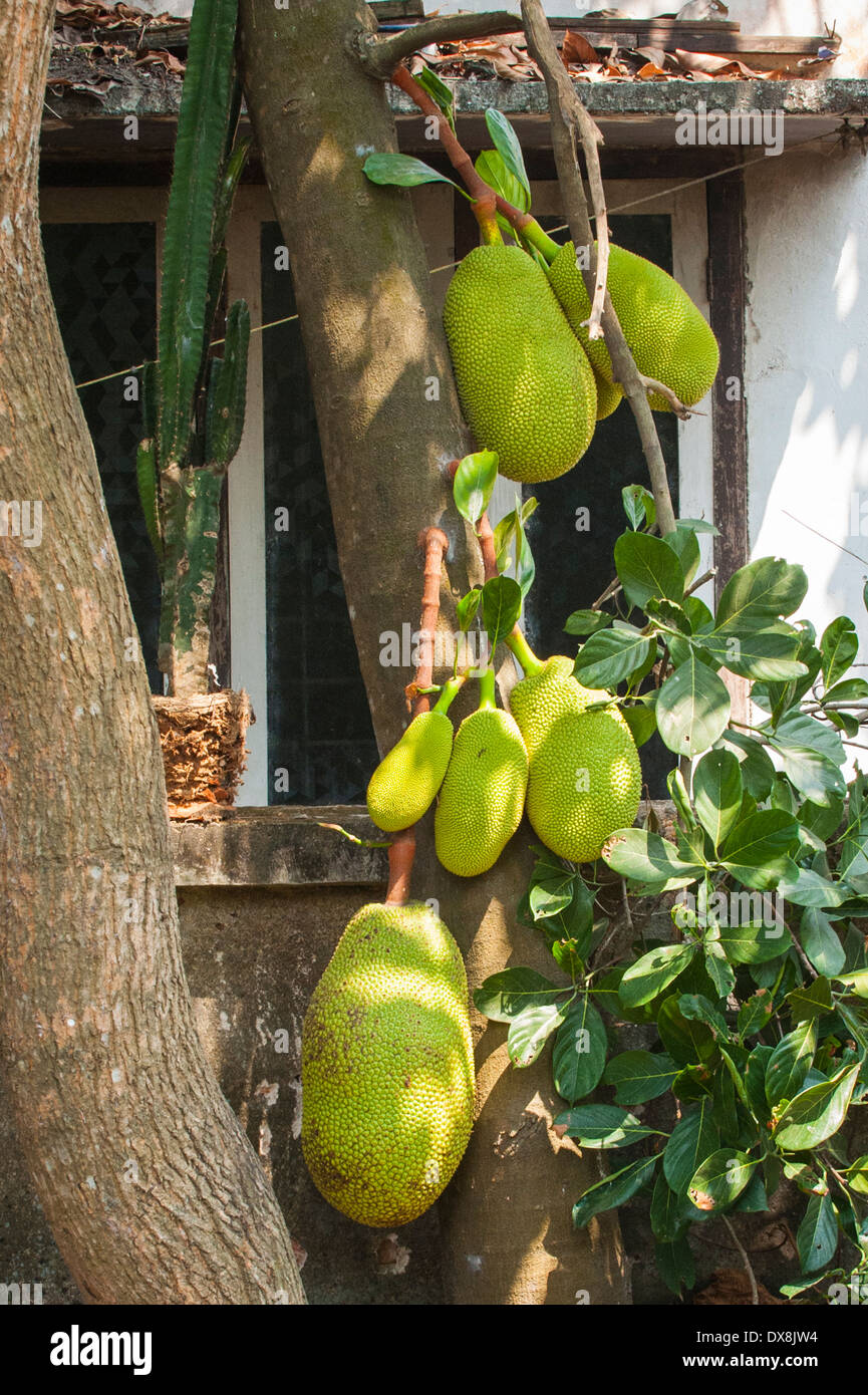 South Southern India Kerala Cochin Kochi Jew Town Mattancherry jakfruit ...