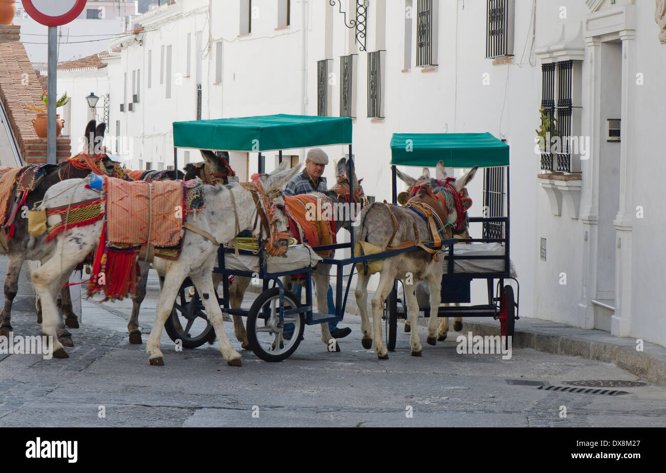 Andalusian donkey hi-res stock photography and images - Alamy