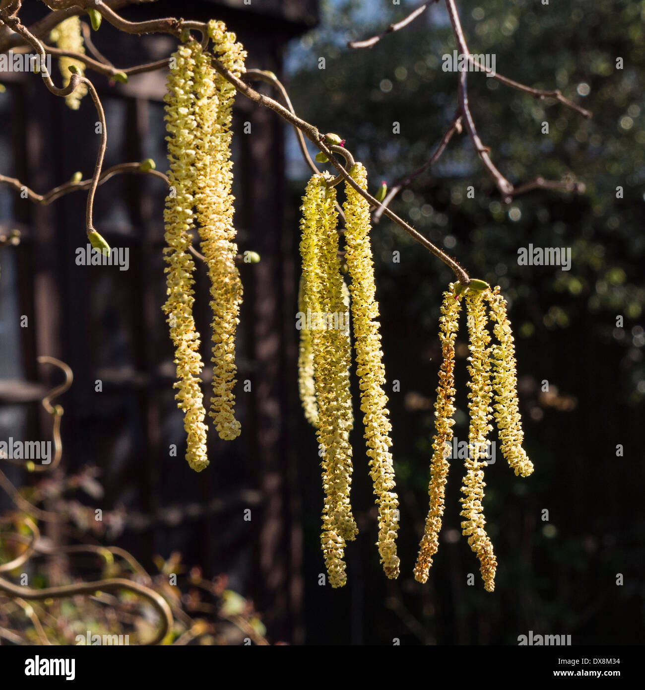 Corkscrew hazel tree hi-res stock photography and images - Alamy