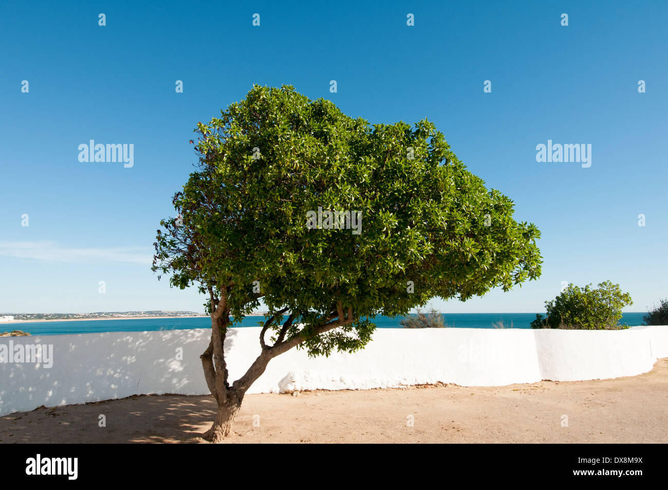 tree with blue sky in the Algarve, Portugal Stock Photo - Alamy