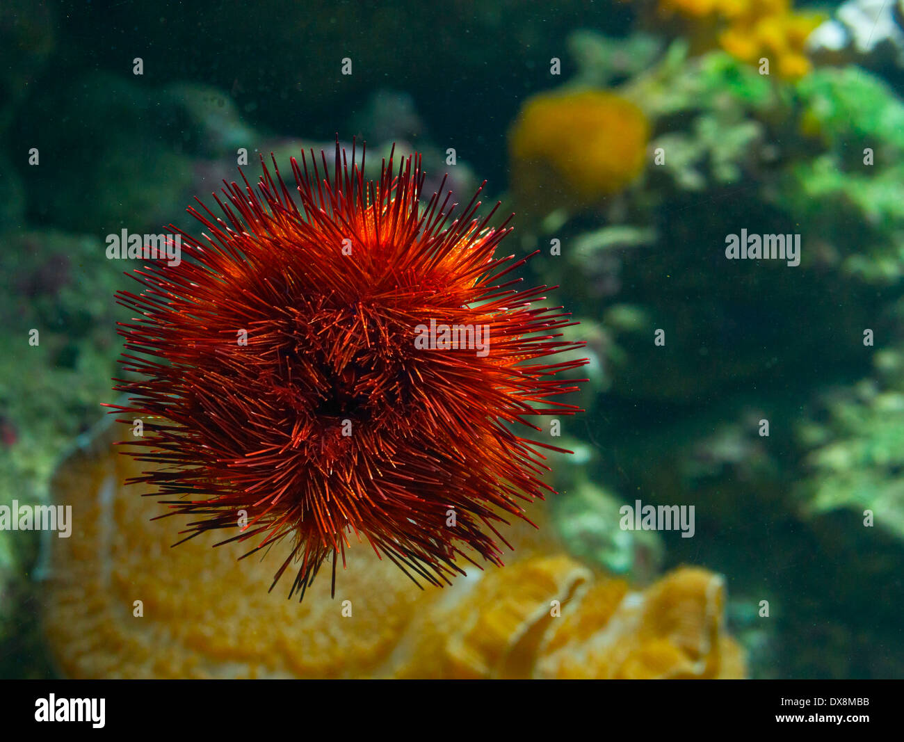 red sea- urchin Stock Photo - Alamy