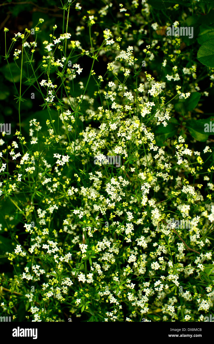 white small flowers Stock Photo - Alamy