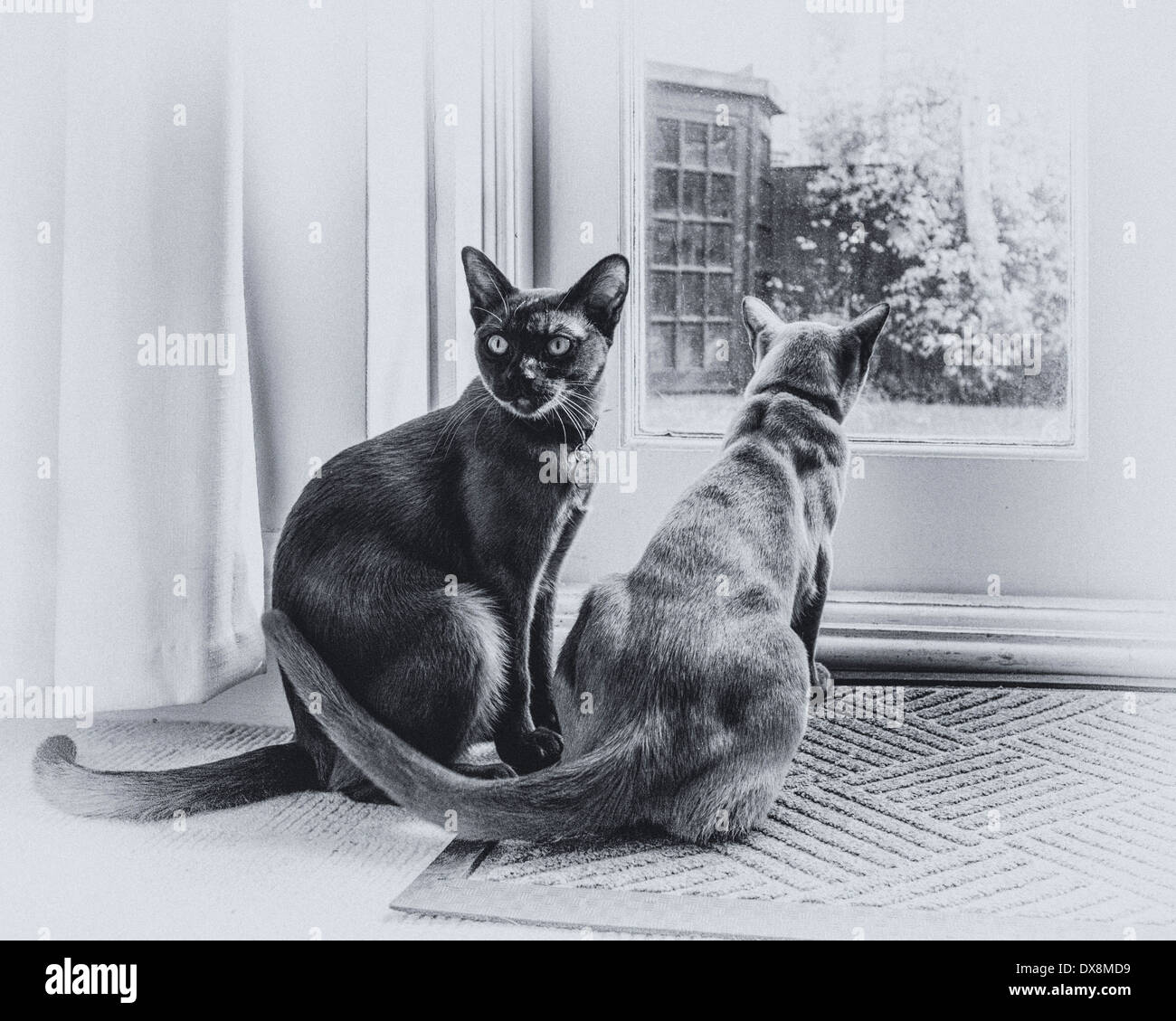 Burmese cat not cut out hi-res stock photography and images - Alamy