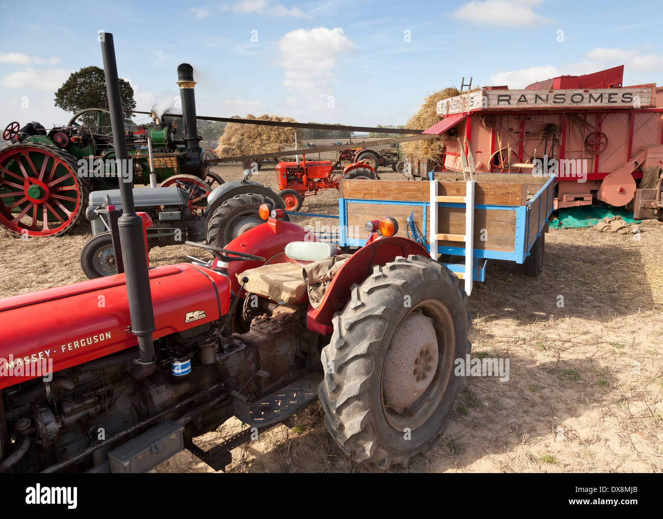 A vintage steam engine and threshing drum threshing straw assisted by ...