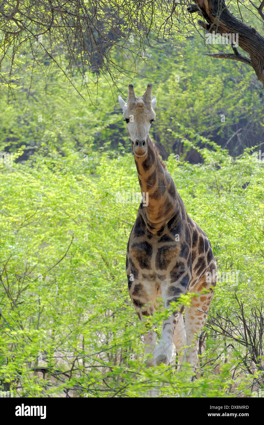 Giraffe in spring Stock Photo - Alamy