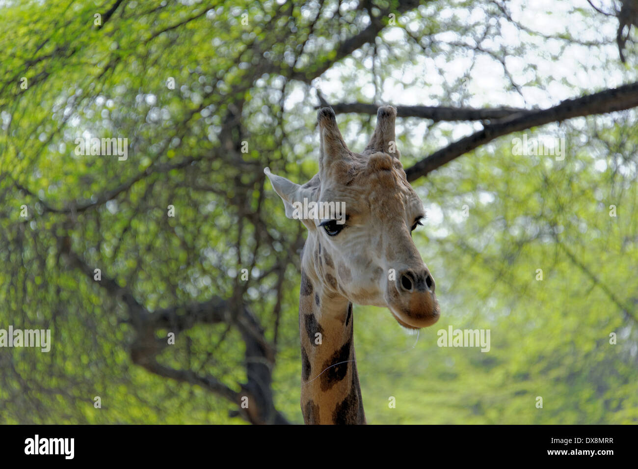 Giraffe in spring Stock Photo - Alamy