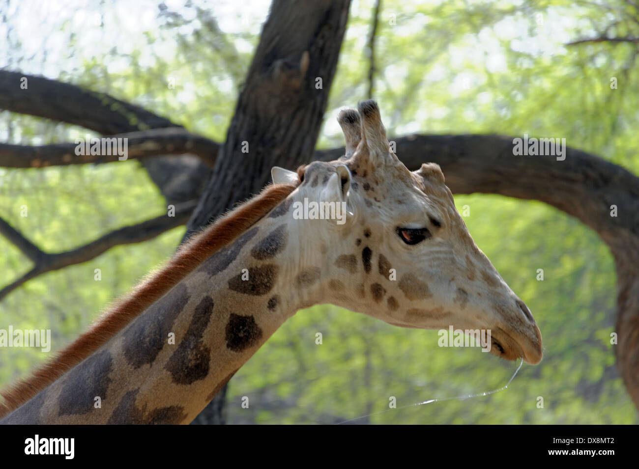 Giraffe zoo delhi india hi-res stock photography and images - Alamy
