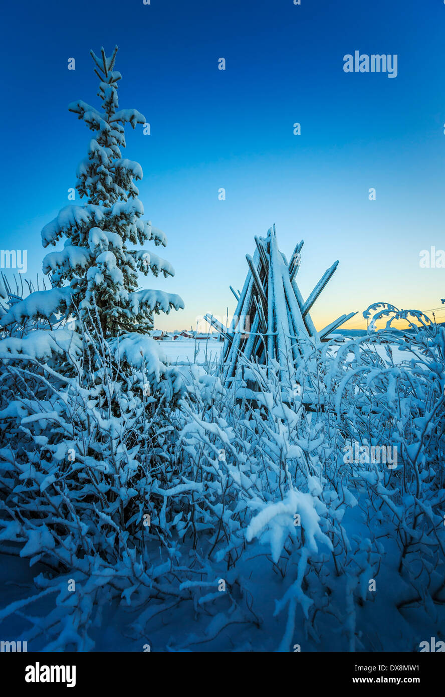 Snow covered trees in extreme cold temperatures, Lapland, Sweden Stock ...