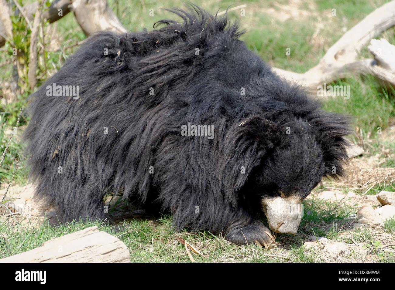 The sloth bear (Melursus ursinus Stock Photo - Alamy