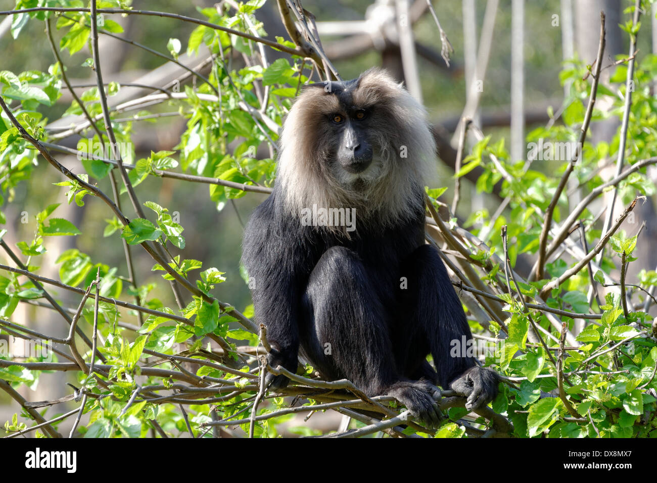 The lion-tailed macaque (Macaca silenus), or the wanderoo, is an Old ...