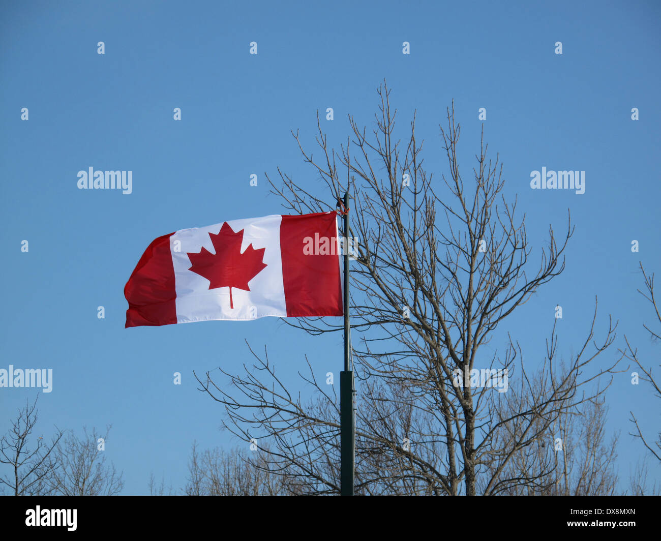 Canadian maple trees hi-res stock photography and images - Alamy