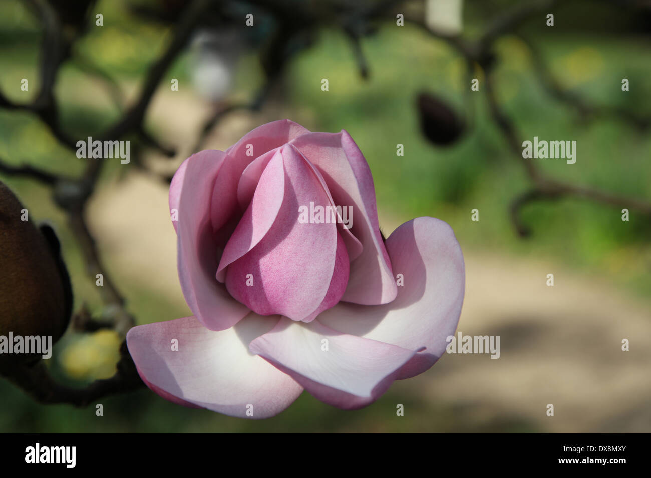 Magnolia bloom, half open at Nyman's Gardens Stock Photo - Alamy
