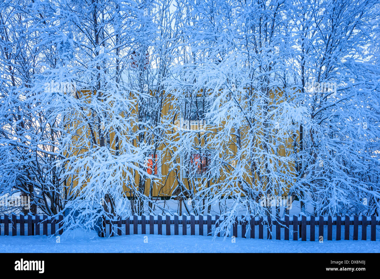 Snow covered trees in extreme cold temperatures, Lapland, Sweden Stock ...
