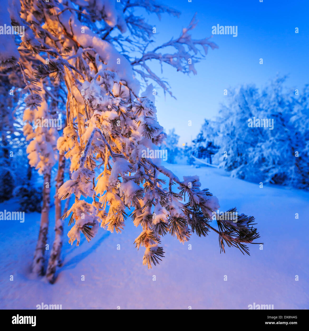 Snow covered trees in extreme cold temperatures, Lapland, Sweden Stock ...