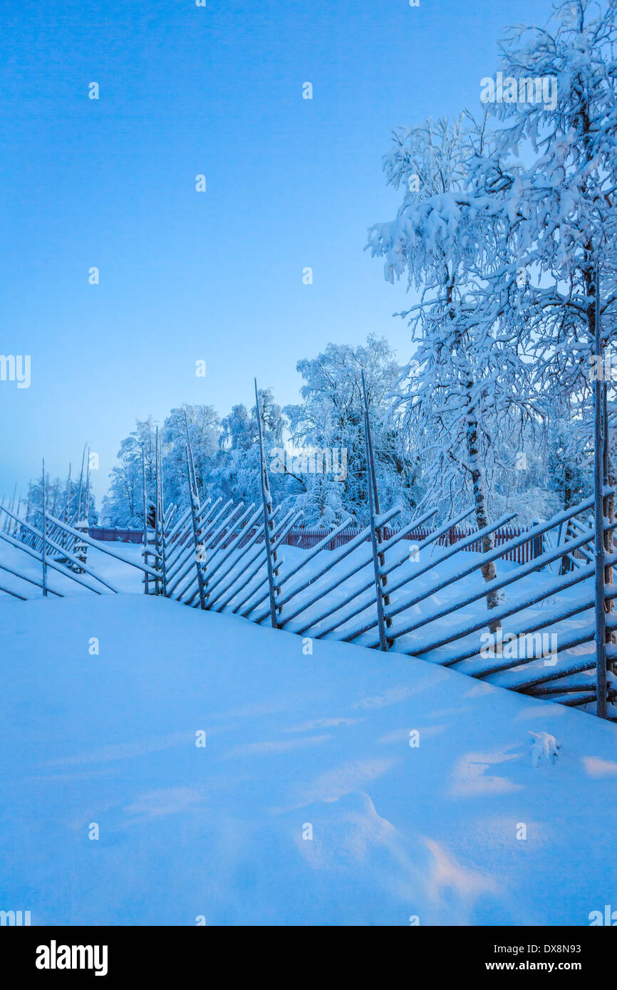 Snow covered trees in extreme cold temperatures, Lapland, Sweden Stock ...