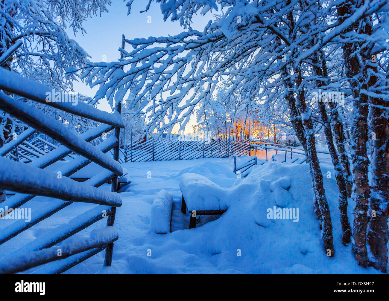Snow covered trees in extreme cold temperatures, Lapland, Sweden Stock ...