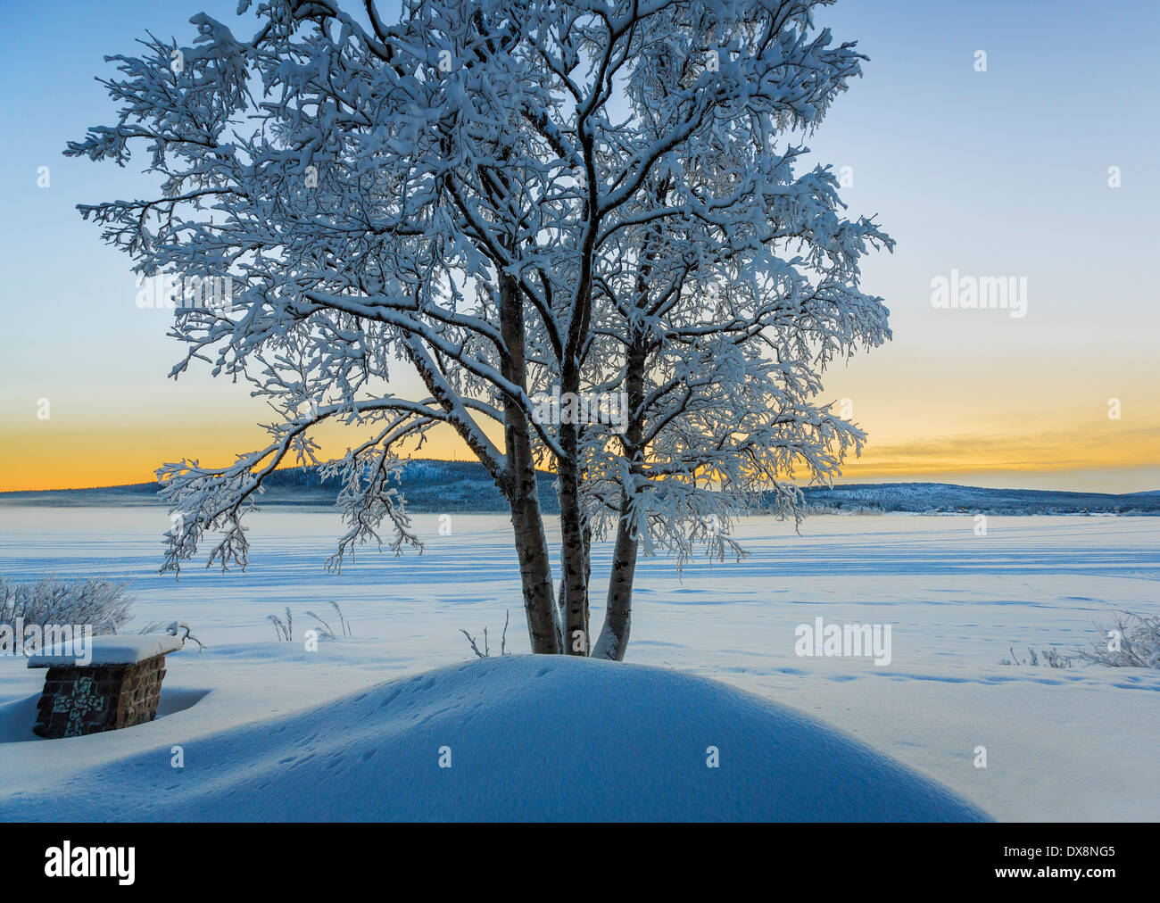 Snow covered trees in extreme cold temperatures, Lapland, Sweden Stock ...