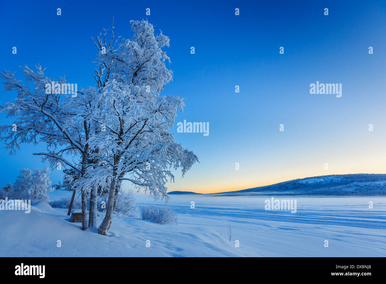Snow covered trees in extreme cold temperatures, Lapland, Sweden Stock ...