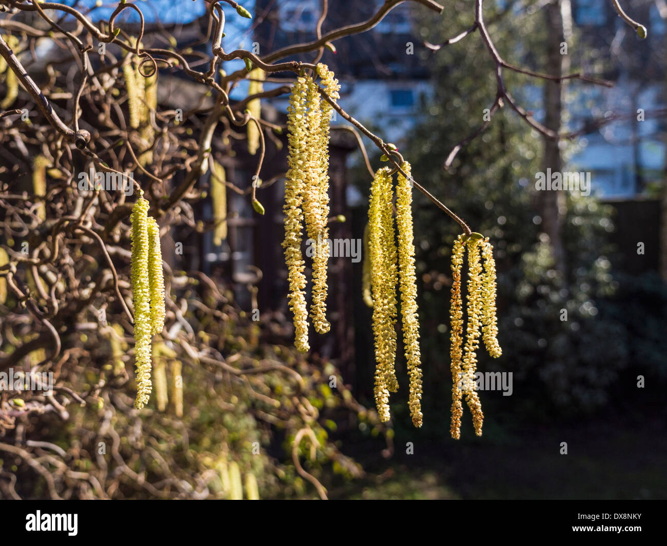 Corkscrew hazel tree hi-res stock photography and images - Alamy