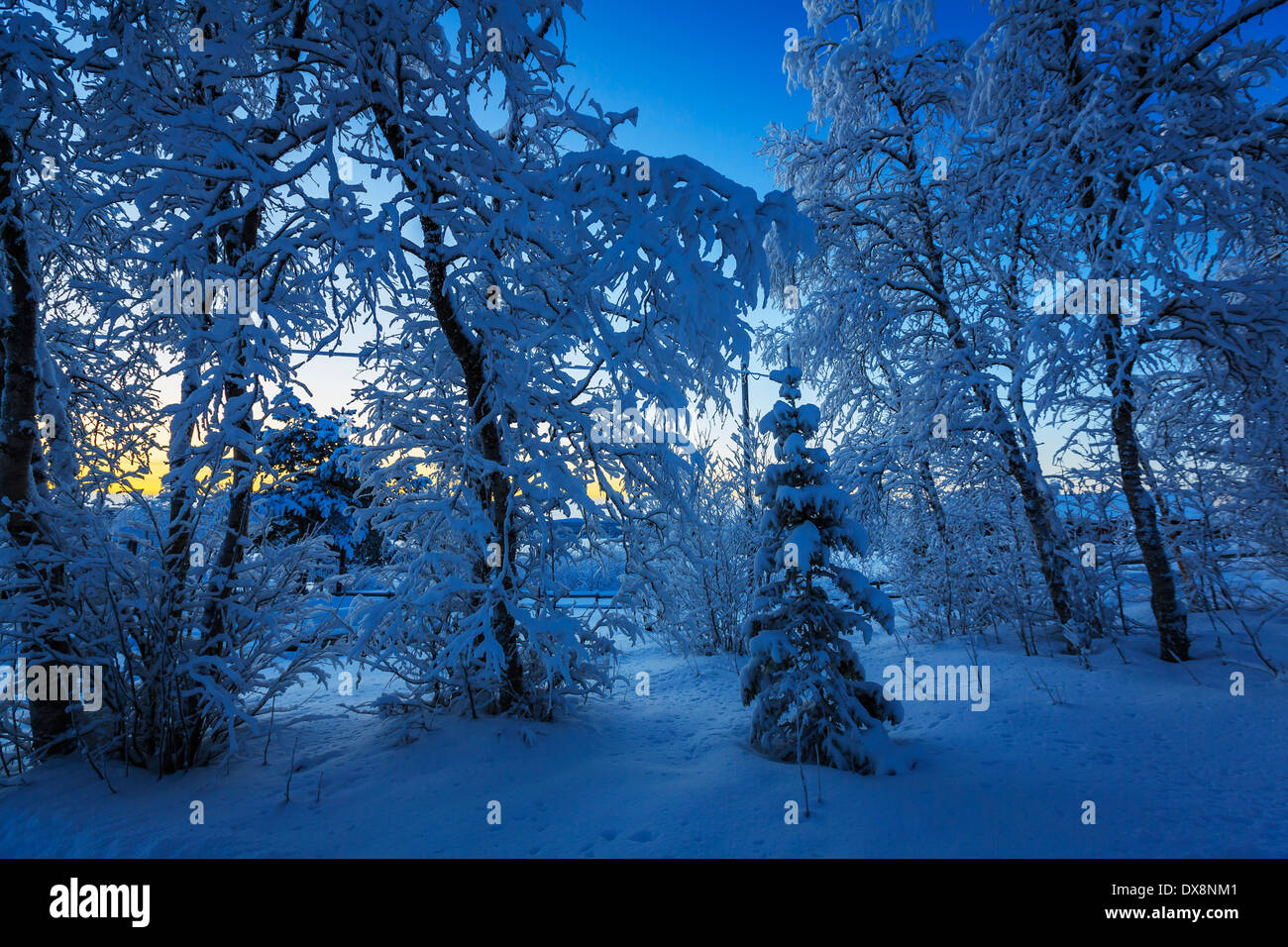 Snow covered trees in extreme cold temperatures, Lapland, Sweden Stock ...
