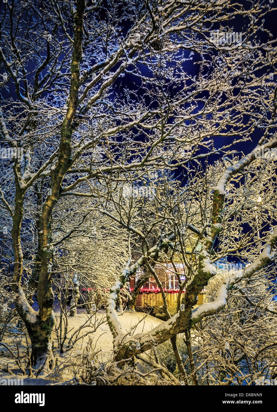 Snow covered trees in Reykjavik, Iceland Stock Photo - Alamy