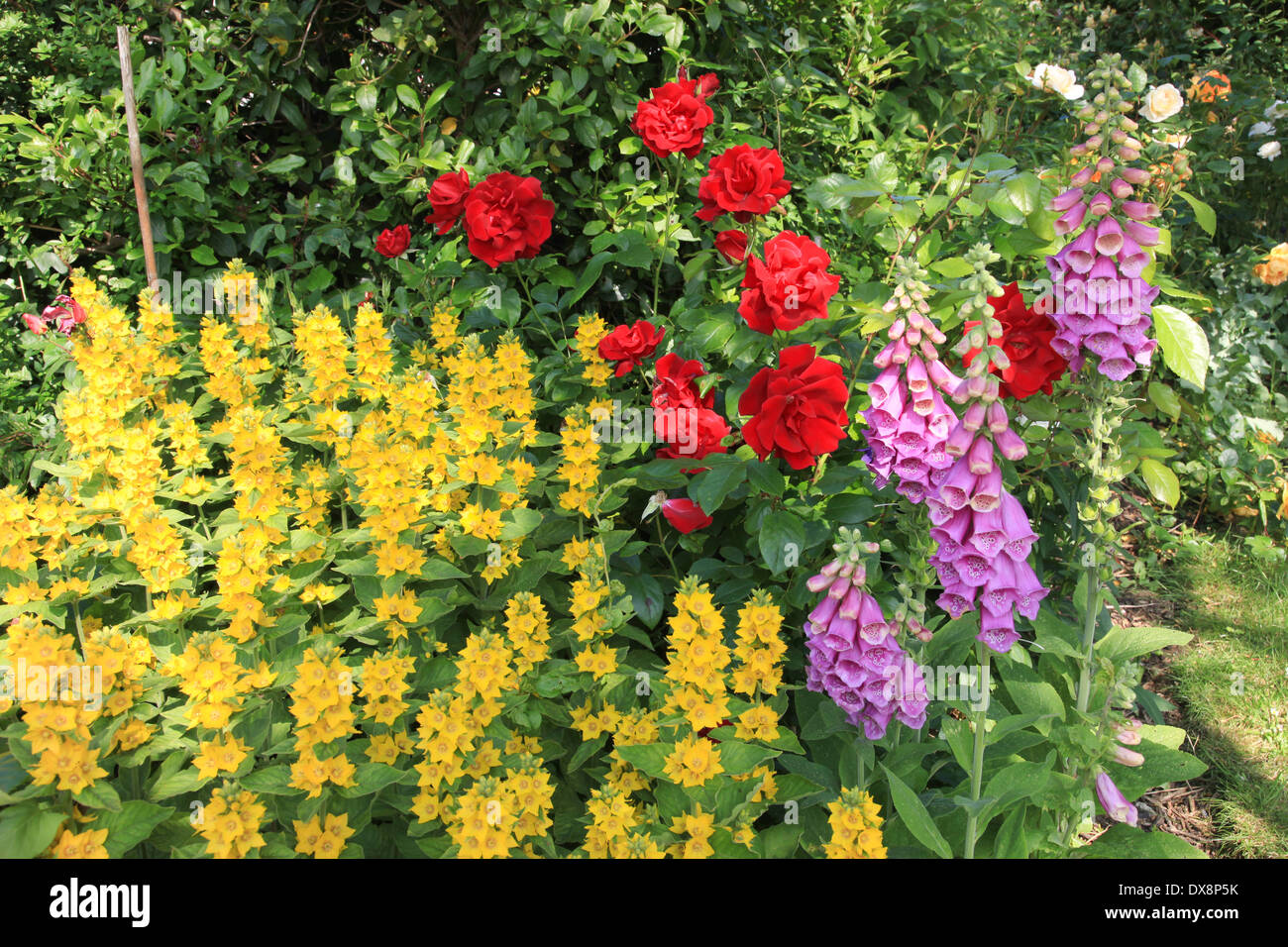 How Many Kinds Of Sweet Flowers Grow In An English Country Garden at ...