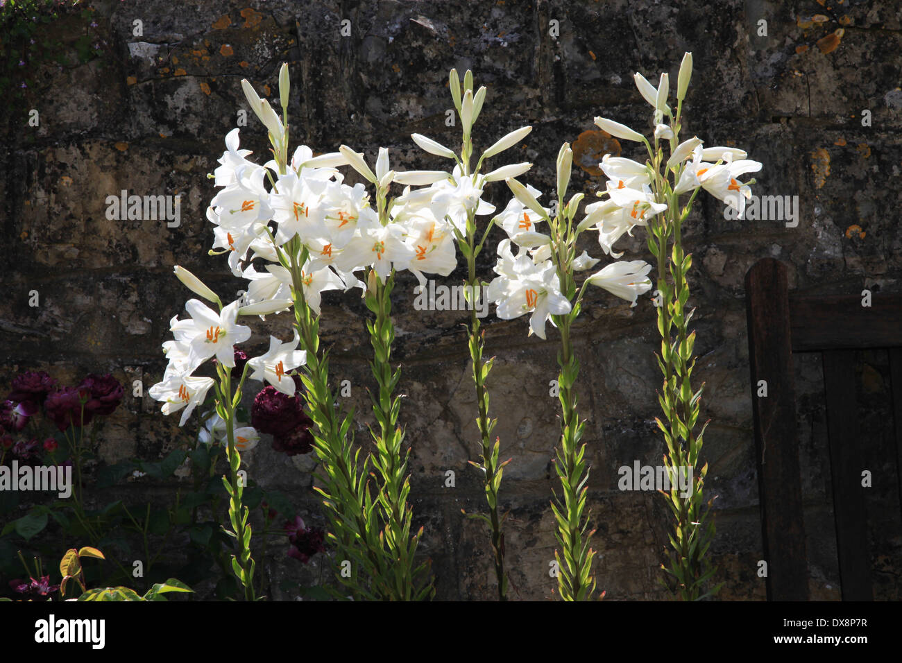 White Lilies in an English Country Garden Stock Photo - Alamy