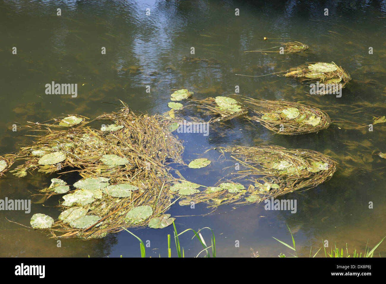 Weed and water lilies in an English River Stock Photo - Alamy
