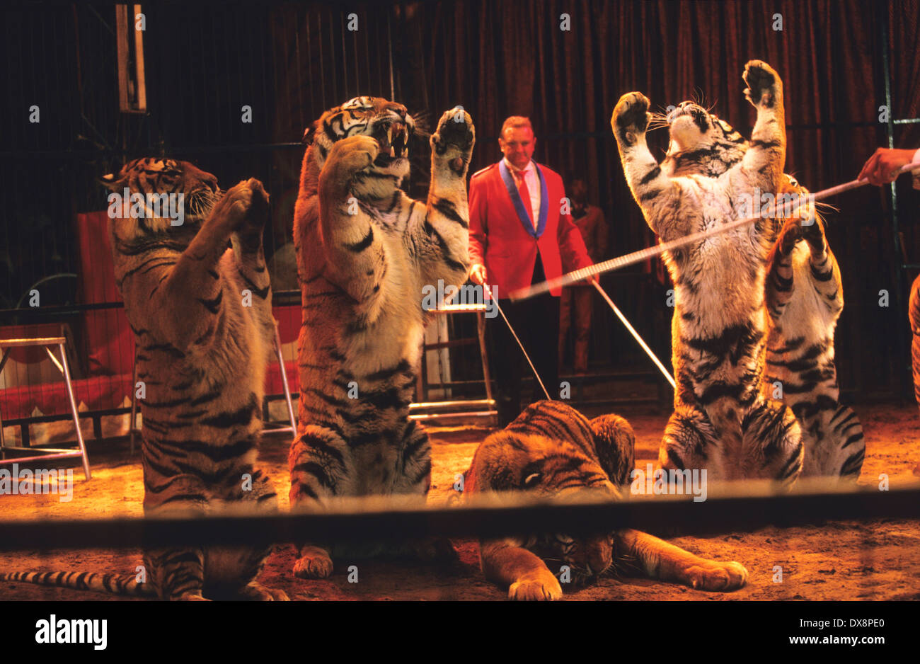Tigers performing in circus hi-res stock photography and images - Alamy