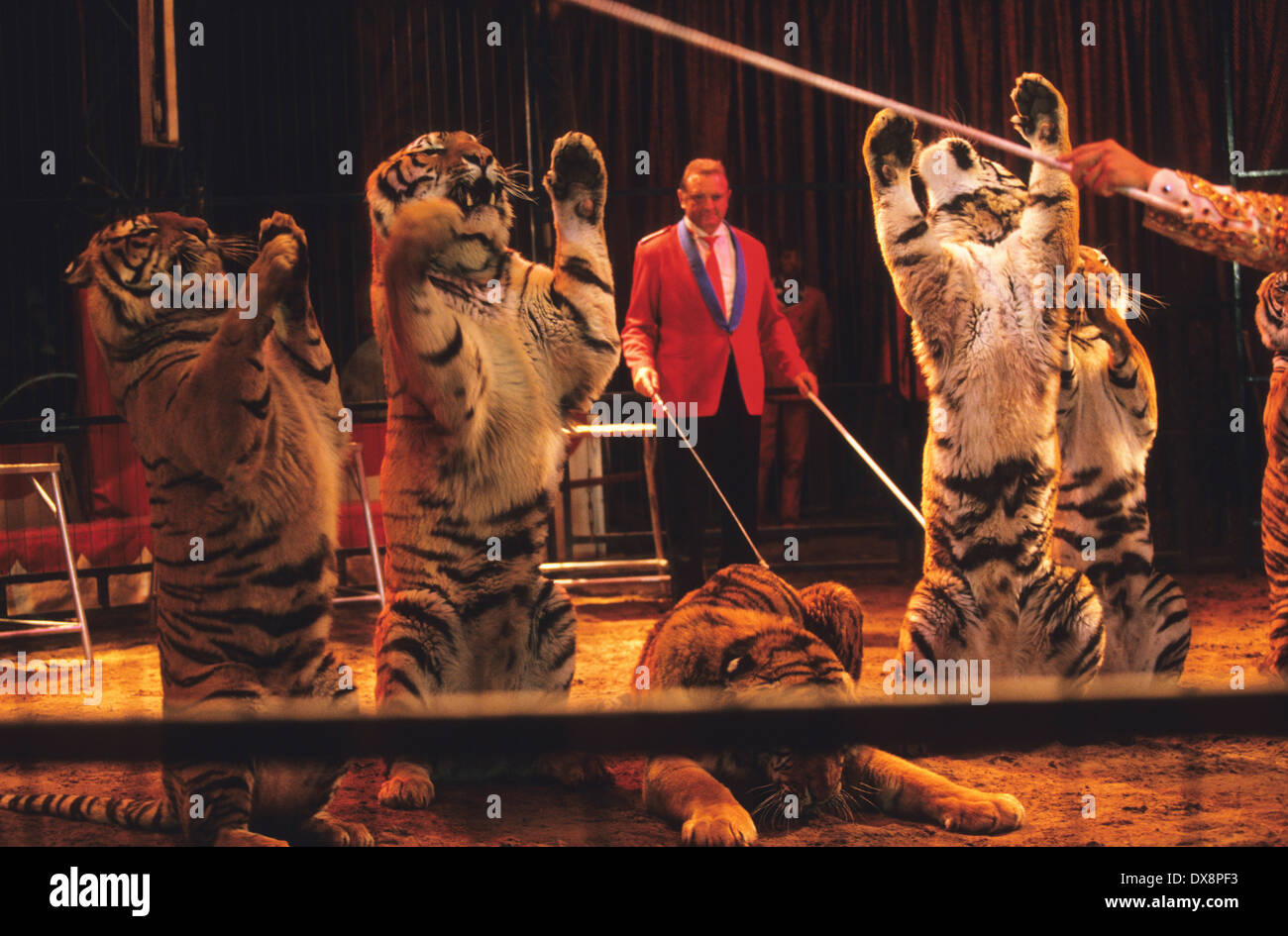 Circus Act With Tigers