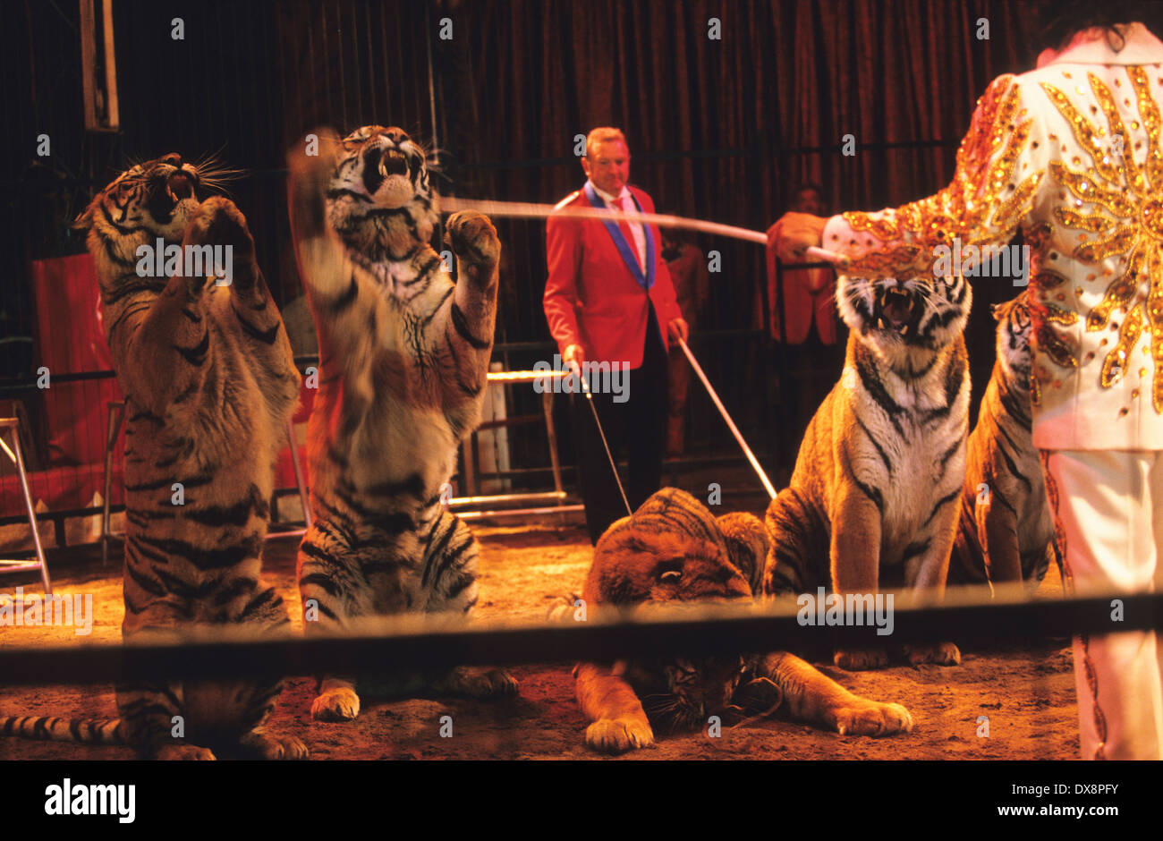 Circus cats hi-res stock photography and images - Alamy