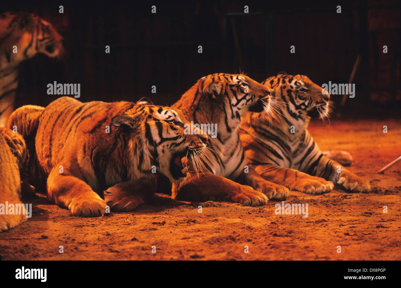 Circus performers, big cats Bengal tigers, Spain Stock Photo - Alamy