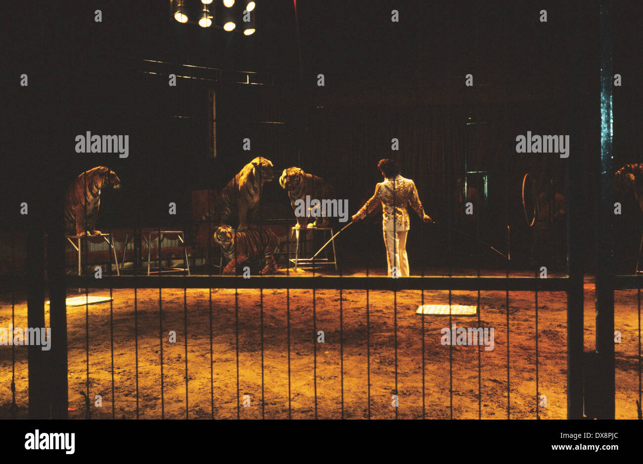Circus cats hi-res stock photography and images - Alamy
