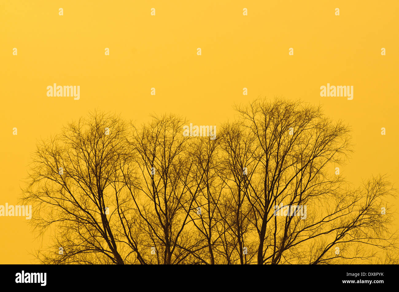 Branches of bald trees at yellow background Stock Photo - Alamy