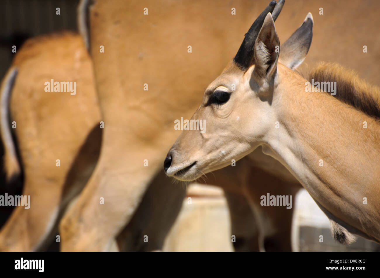 Head of young antelope against body of another antelope Stock Photo - Alamy
