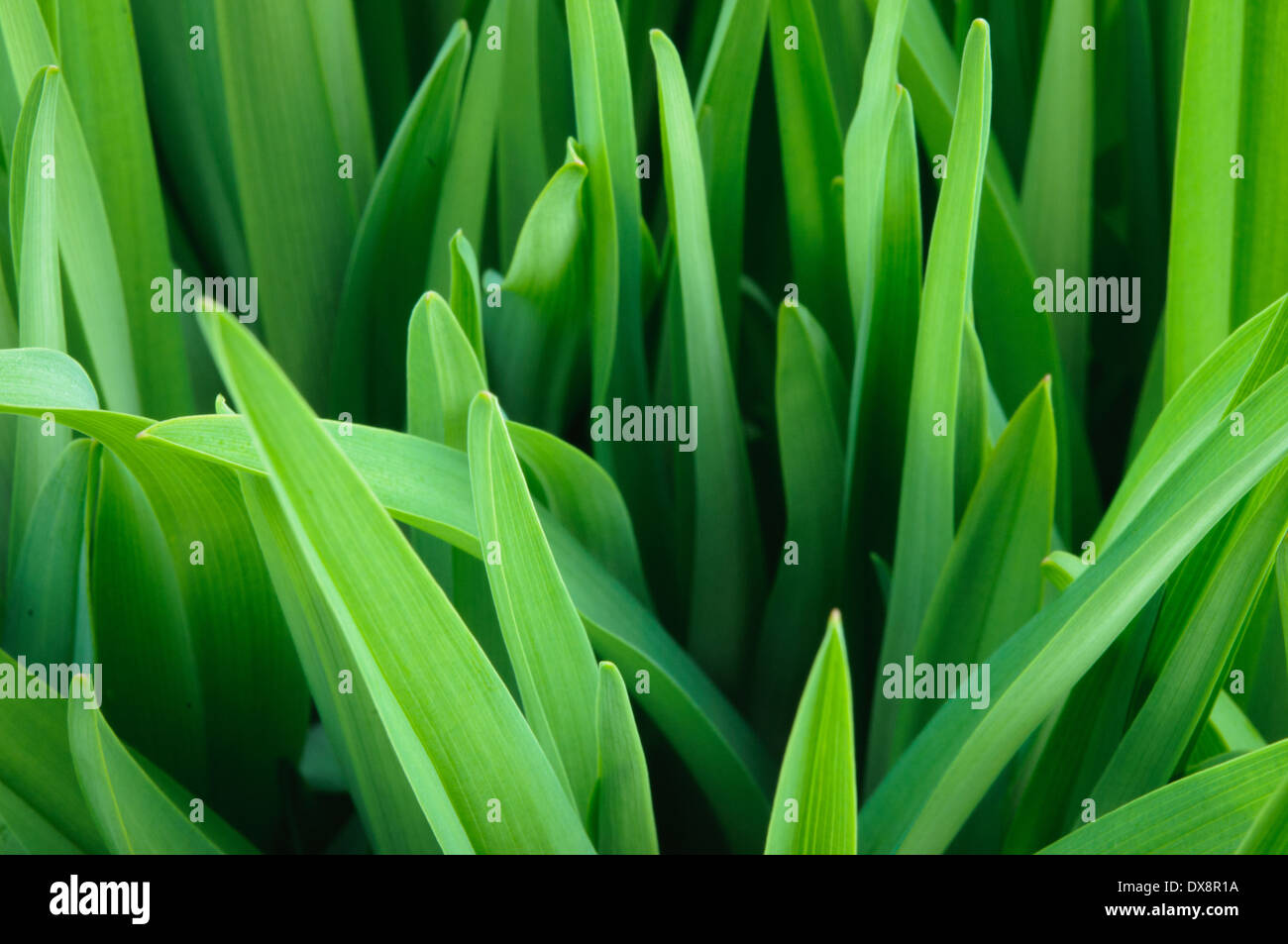 Grass Close Up Grass Close Up
